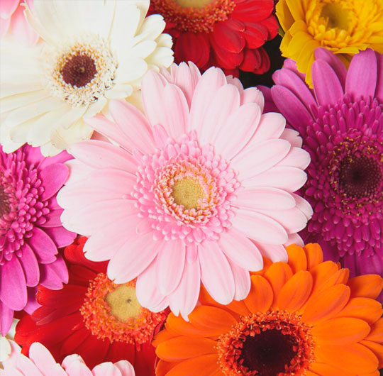 Flowers For Delivery Today 🌻 Nov 2025